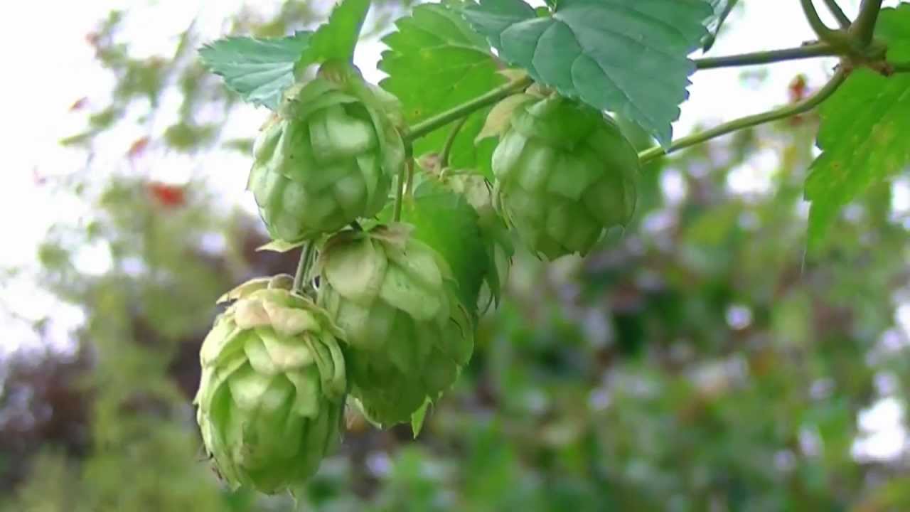 Growing Hops At Home - First hop flowers and the next 2 years (video 4 ...