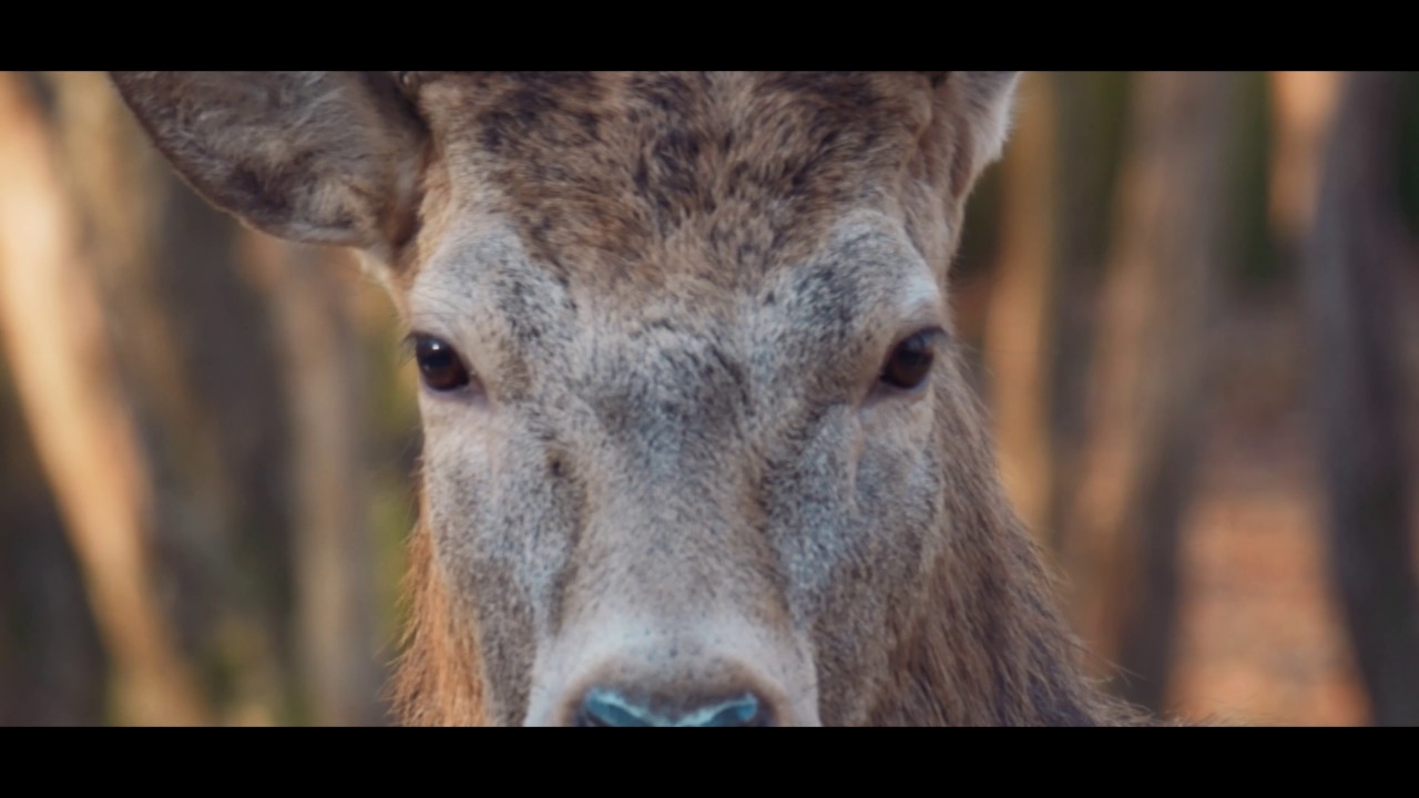 Tir d'un Cerf - Face To Face - YouTube