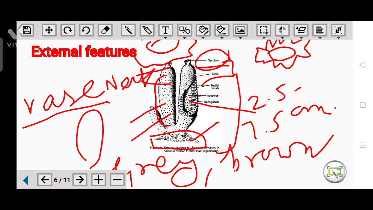 Sycon || Systematic position, Habit, habitat & Distribution || External ...