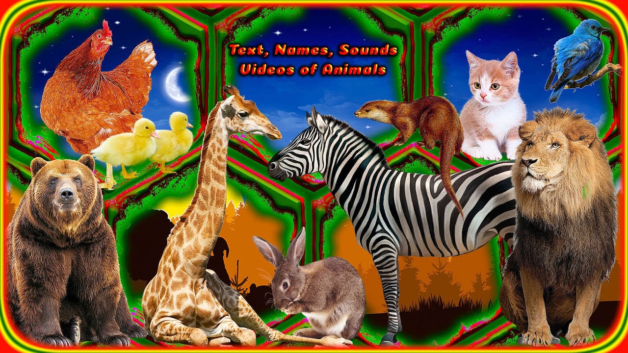 Text, Names, Sounds and Videos of Animals • Four in One • Pets • Farm ...