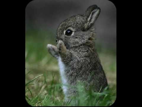 Stop Animal Testing - PSA - YouTube