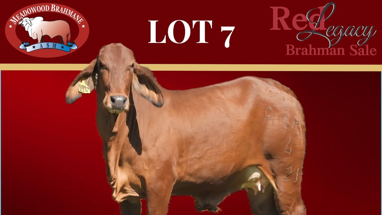 Lot 7: Red Legacy Brahman Sale 2024: ASM 214 - YouTube