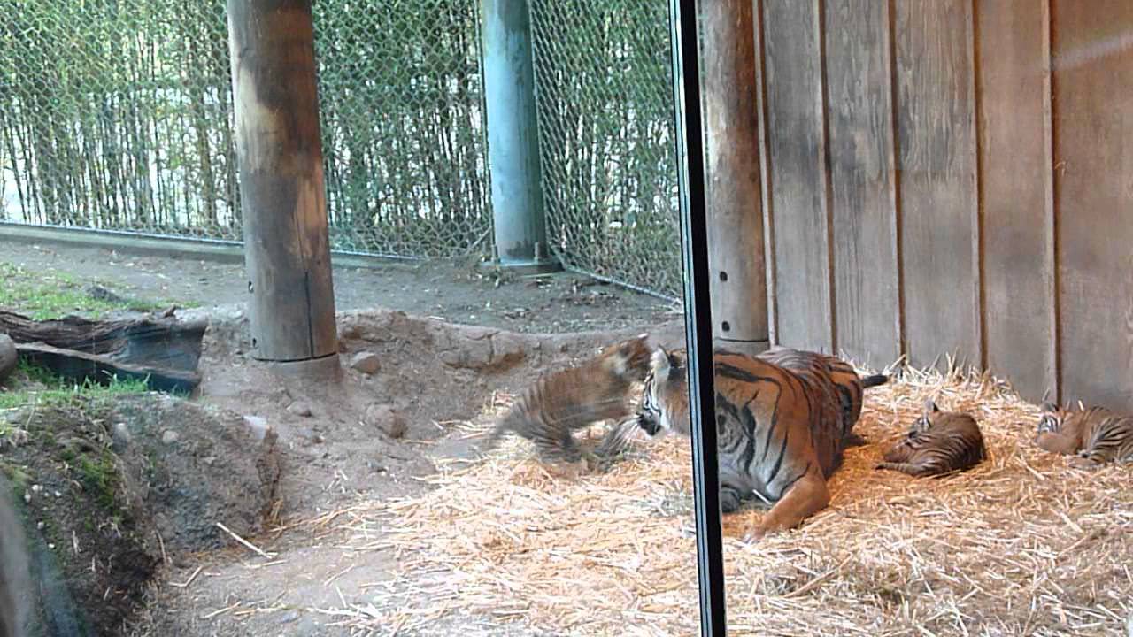 Vicious tiger attack at Point Defiance Zoo - YouTube