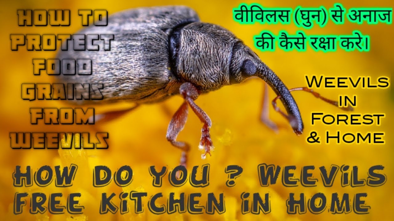 #Weevils free Kitchen in home//#Barks weevils//#twig weevils//#Cowpea ...