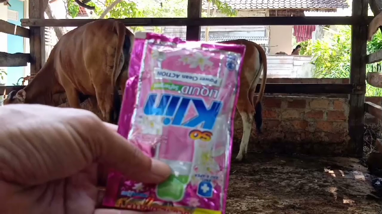 CARA BASMI LALAT PADA SAPI DAN AGAR TIDAK KEMBALI LAGI - YouTube