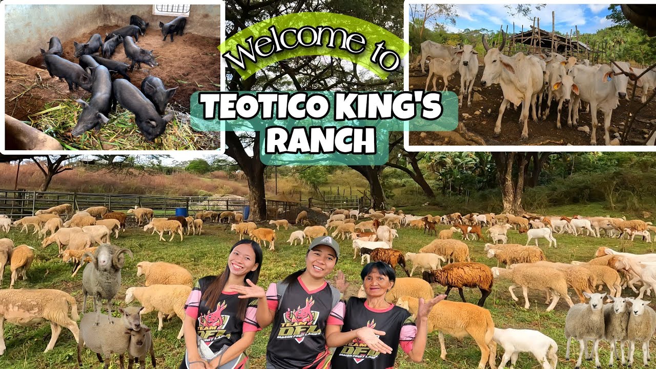 EP-349 P1 | Pangarap na rantso nagpastol kami ng tupa kambing at baka ...