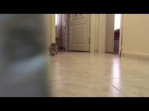 Psikopat Kedi Romeo videoları
