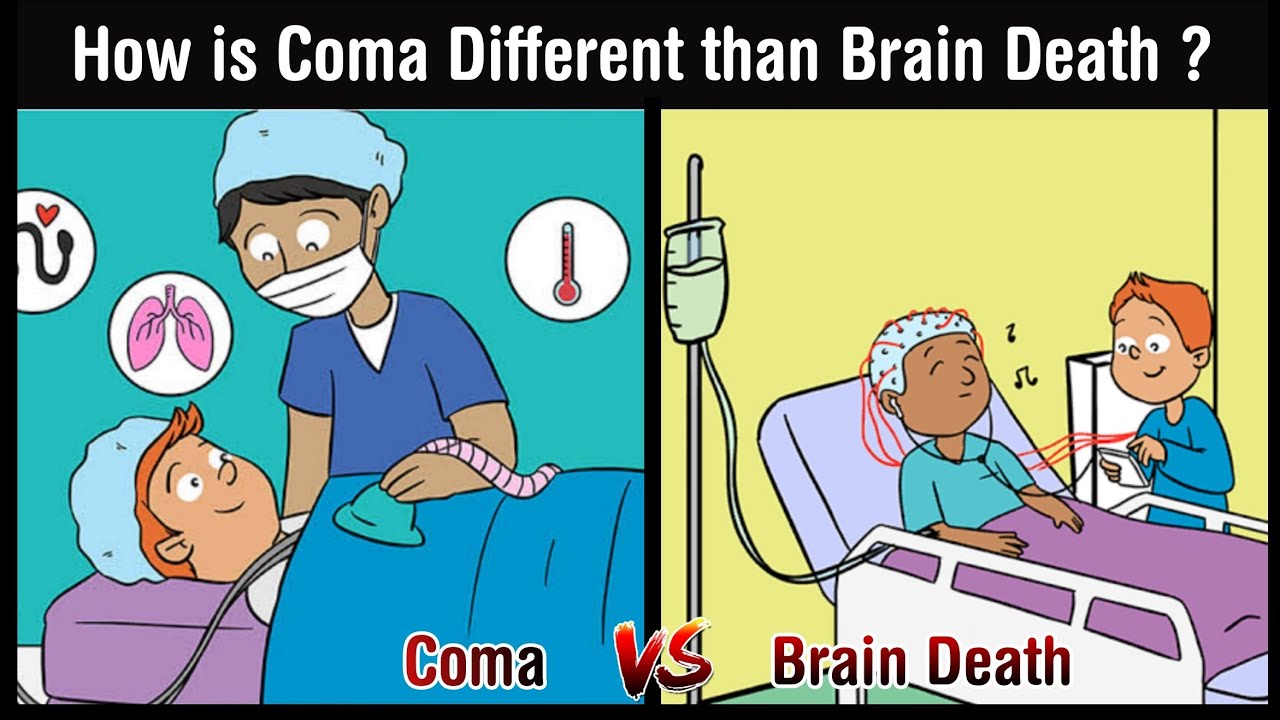 Coma vs Brain Death | How is Coma Different than Brain Death ? | in ...