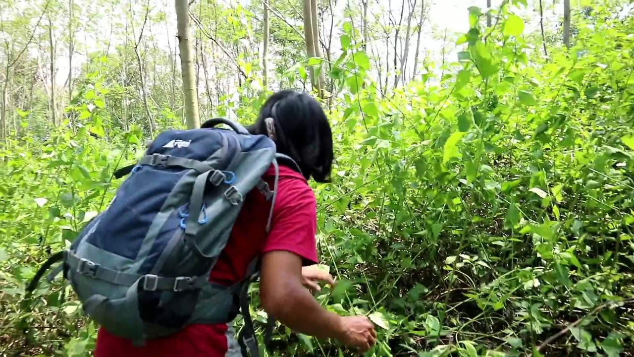 8.EKOR ANAK BABI HUTAN DI TEMUKAN DI SEMAK SEMAK - YouTube
