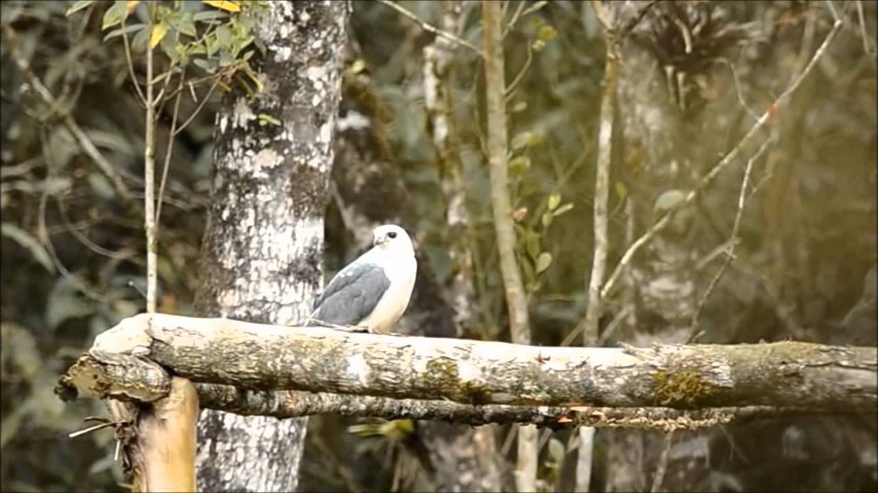 Amadonastur lacernulatus, White-necked Hawk - YouTube