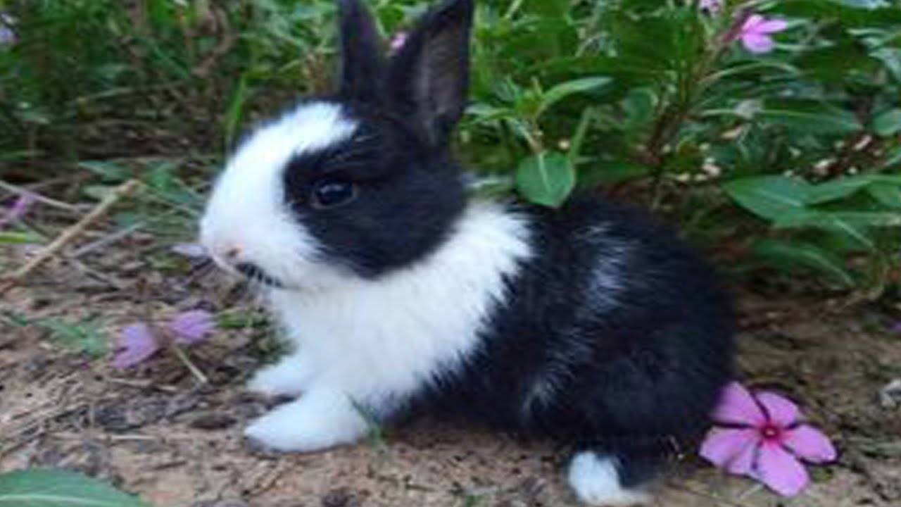 Cute Baby Rabbits Playing,Feeding Activities (Baby Rabbit Age 1month ...