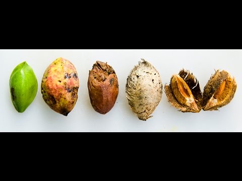 Tropical Almond - YouTube