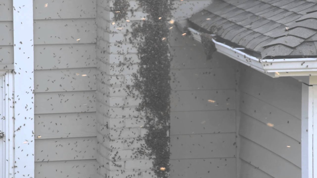 Bees swarming outside our house - YouTube