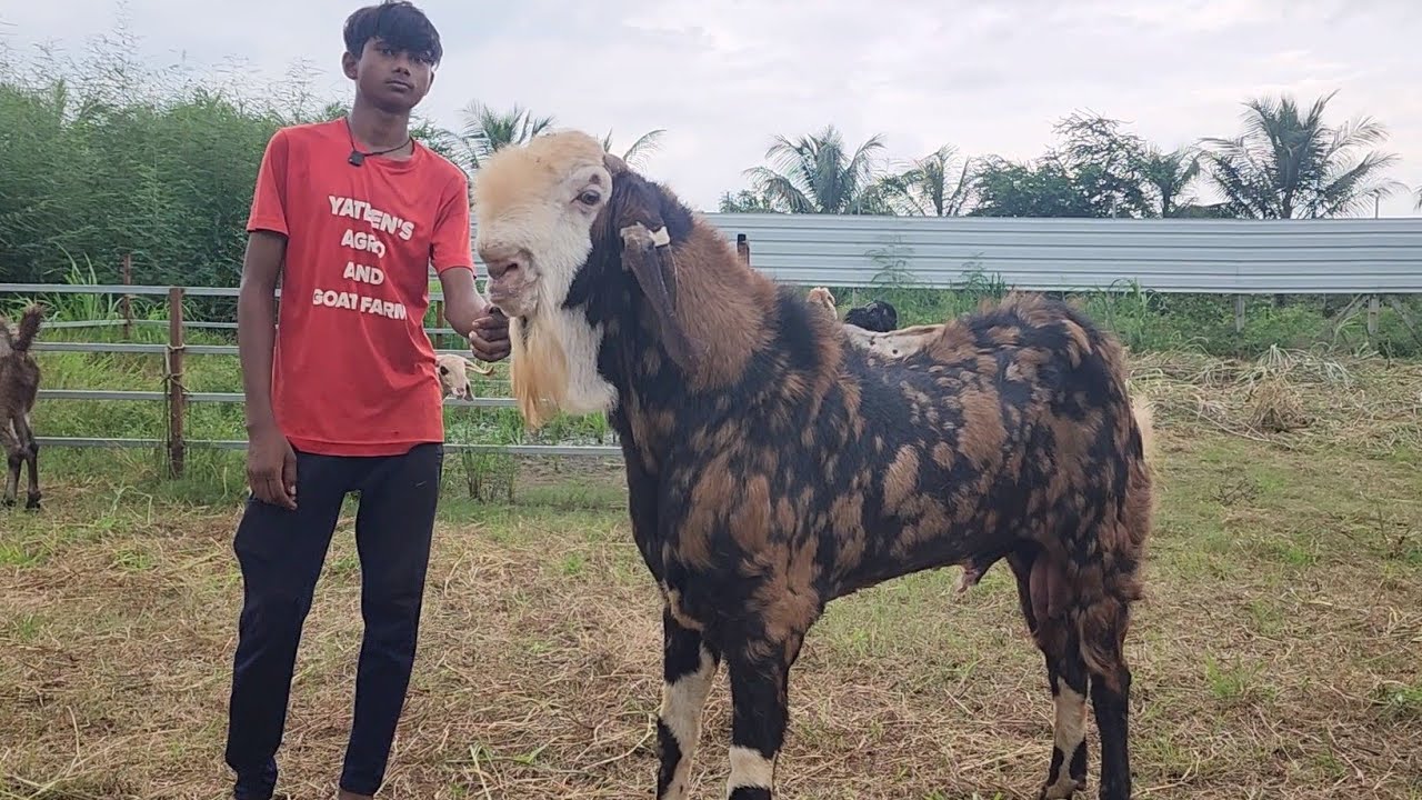 The Biggest Andul Goats Collection At Al Karam Agro Goat Farm Bhiwandi ...