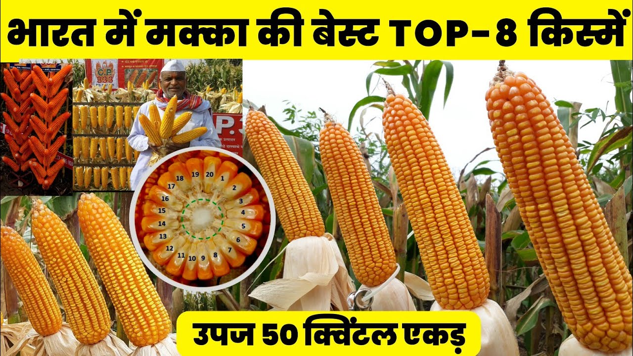 Makka ki kheti kaise Kare | Makka ki Hybrid Variety | Corn cultivation ...