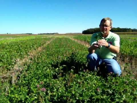 Medium Red Clover Cover Crop - YouTube