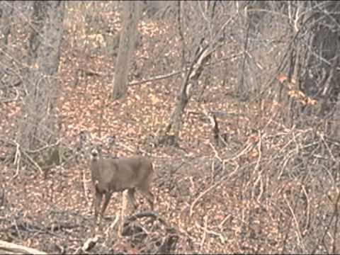 Crazy Deer Hunting Footage - YouTube