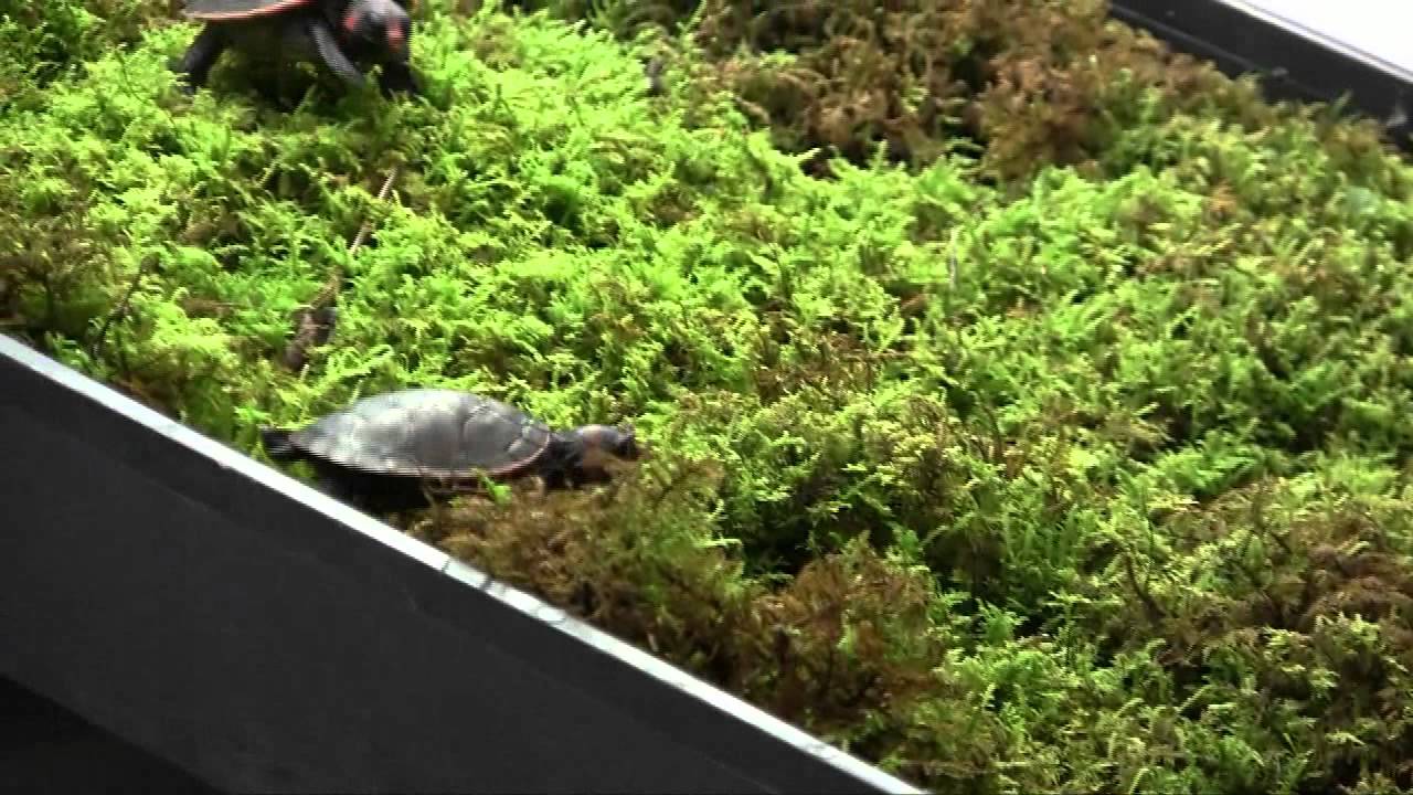 Baby Red Headed Amazon River Turtles - YouTube
