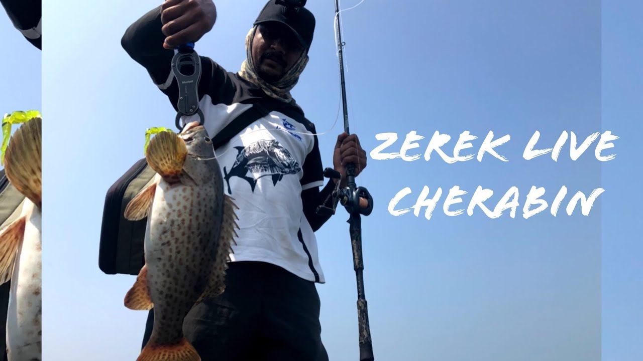Zerek Live Cherabin | Grouper fishing by tackle tips - YouTube