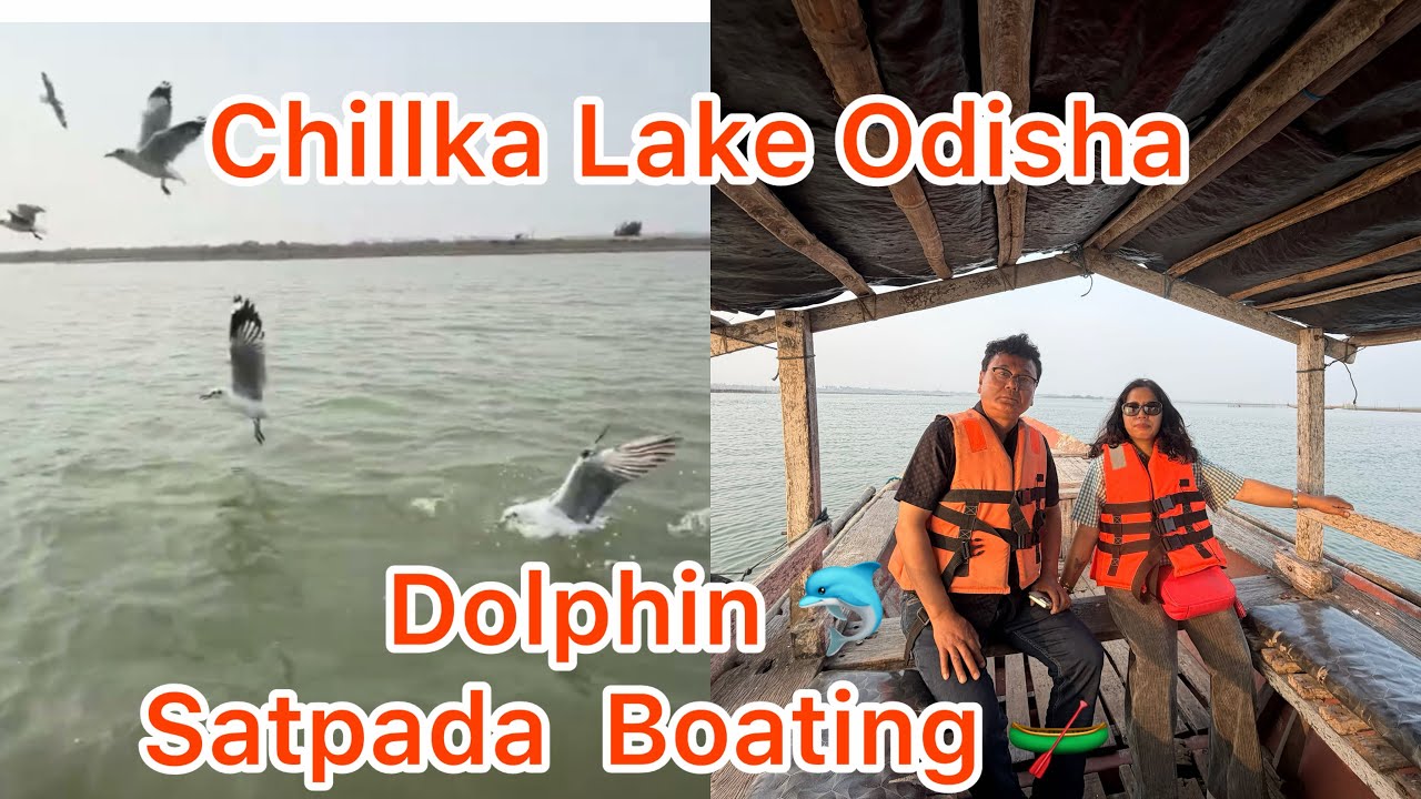 Chilika Lake Odisha #satpada puri Dolphin 🐬 calling largest salt water ...