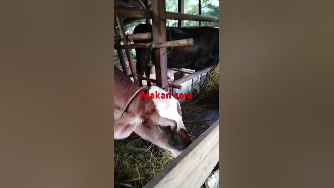 sapi rambon makan sore - YouTube