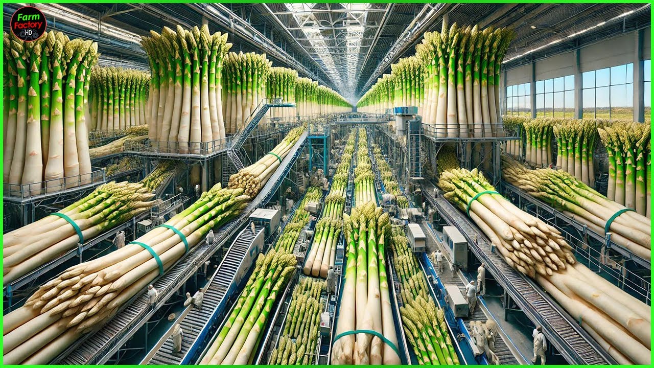 How Farmers Produce Millions of Asparagus and Harvest | Asparagus ...