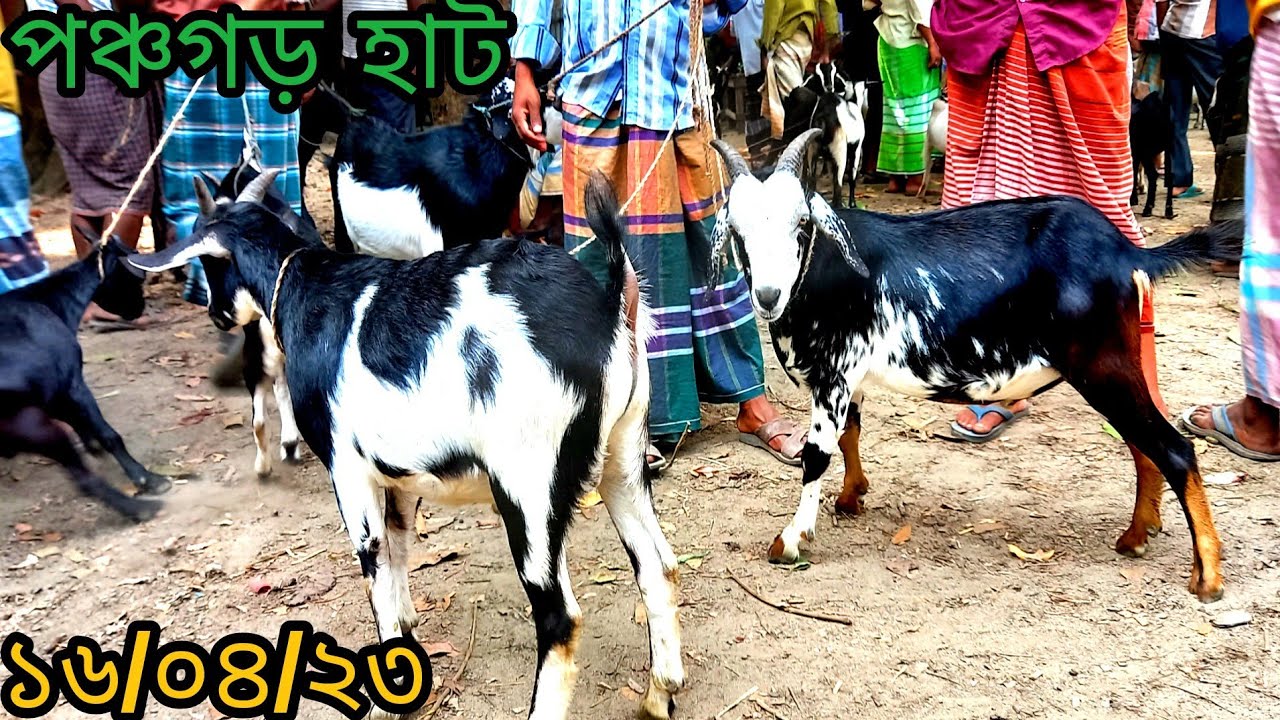 রবিবার ১৬ এপ্রিল ২৩ | খাসি ছাগল এর দাম জানুন | পঞ্চগড় হাট | Khasi goat ...