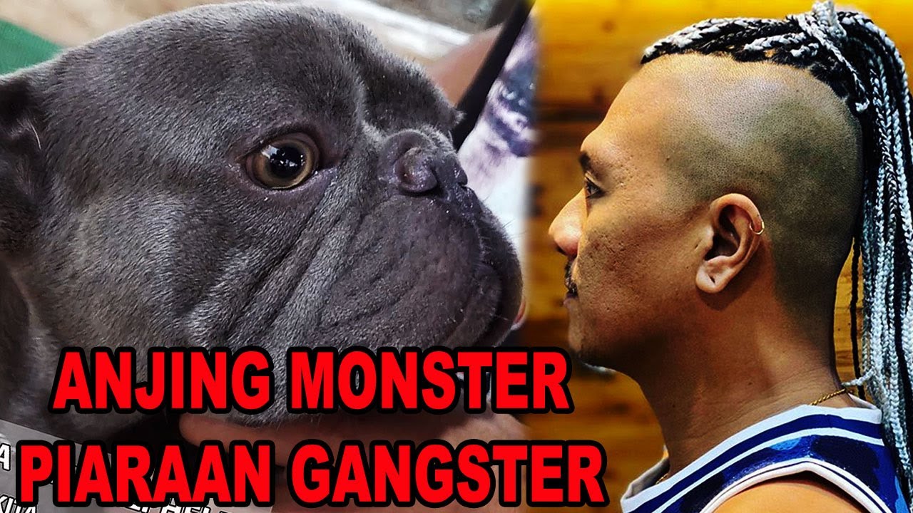 ANJING MONSTER PIARAAN GANGSTER - FRENCHIE WARNA UNIK & LANGKA DI DUNIA ...