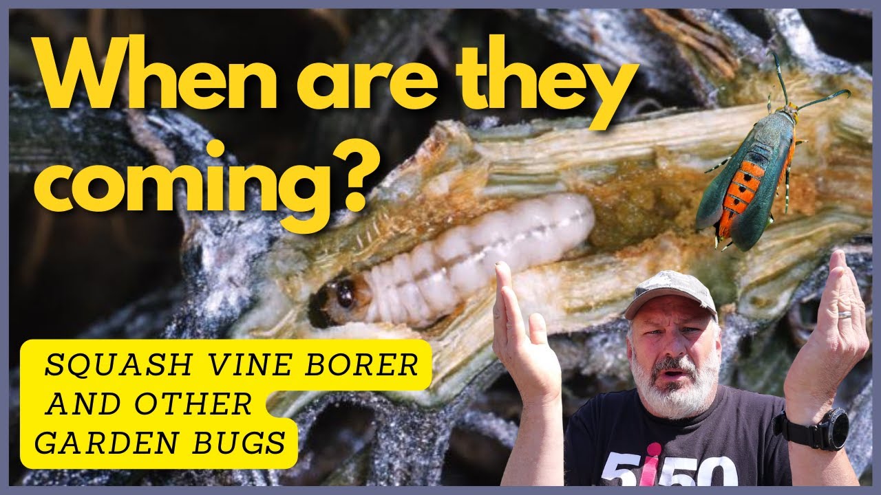 The Big Bug Hunt: How To Predict Pests In The Garden - YouTube