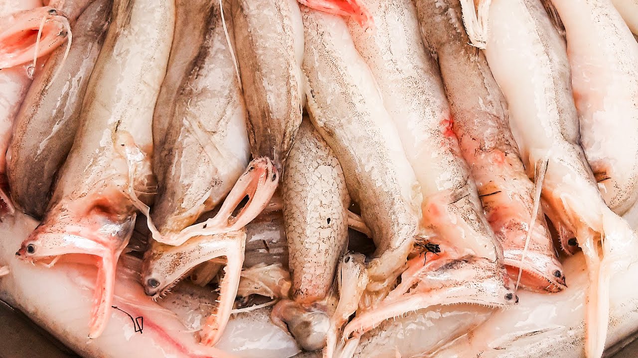 লটিয়া মাছ কাটা এবং রান্না করা । Lotiya Fish Cutting & Cookong ...