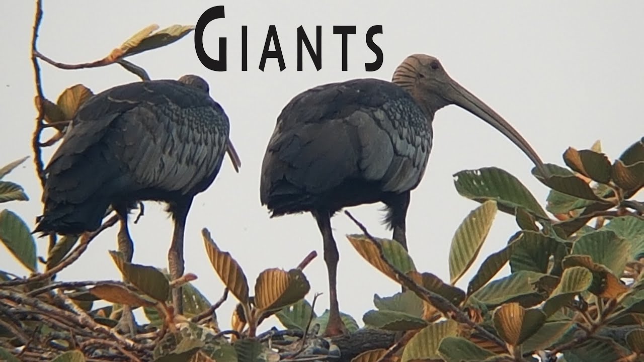 Giants Land | Giant Ibis and White-shouldered Ibis | Critically ...