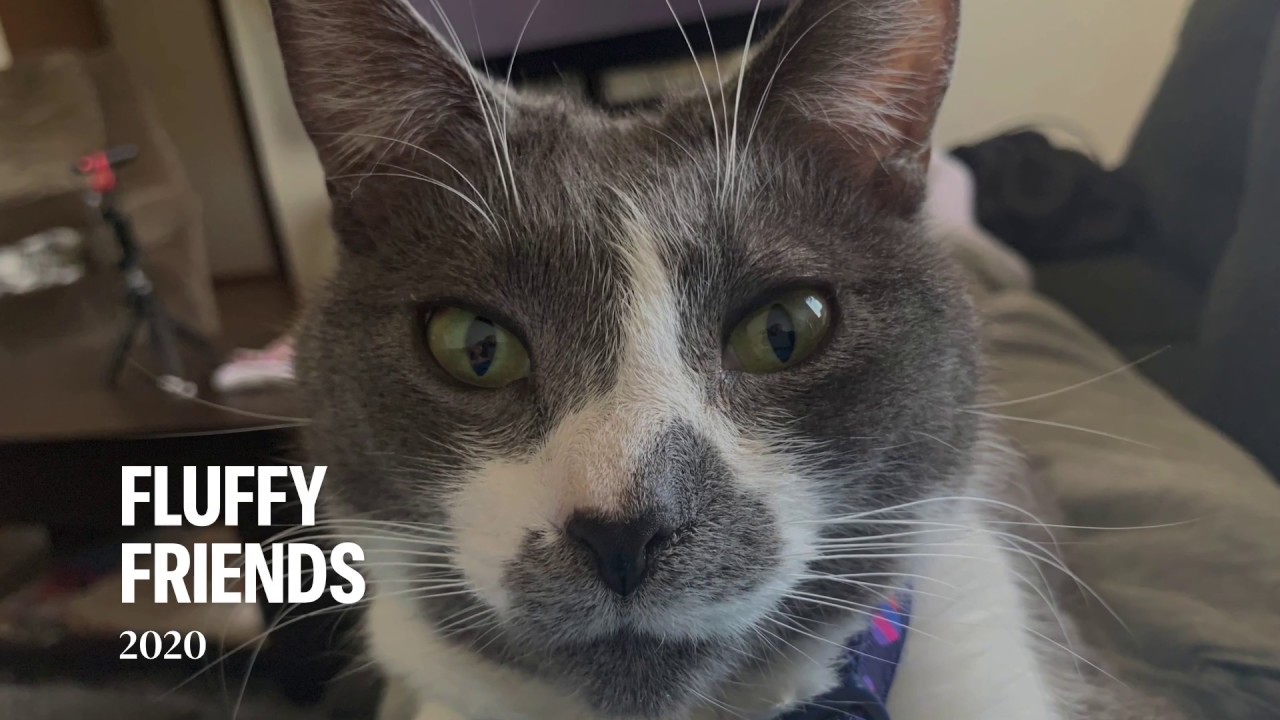 Hendricks The Cutest Cat In The Whole World ! - YouTube
