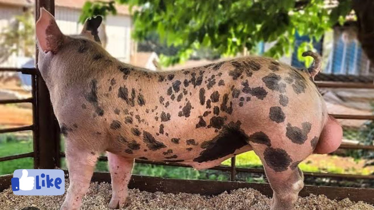 Raça pietrain , reprodutor pietrain com duroc da granja sítio h ...