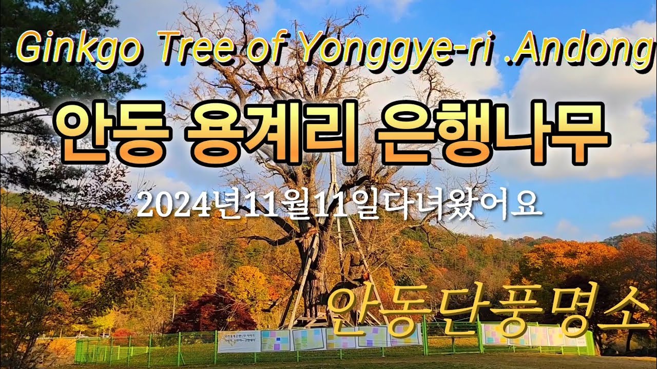 안동 용계리 은행나무 #2024년11월11일다녀왔어요#Ginkgo Tree of Yonggye-ri.Andong기네스북에오른 ...