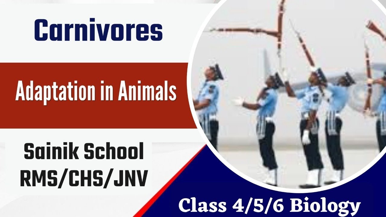 Carnivores| Adaptation in Animals | Sainik School/RMS/CHS/JNV | Class 4 ...
