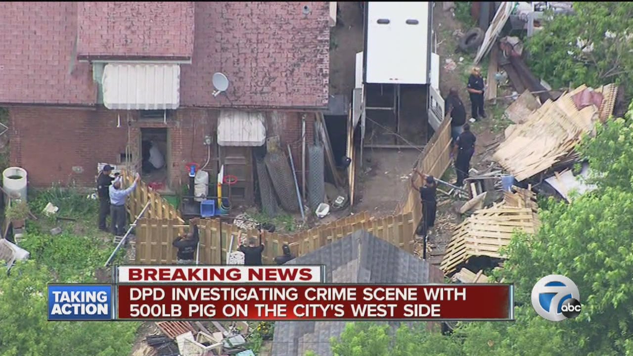 500 pound pig found in basement - YouTube