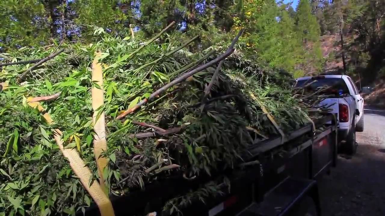 A Journey into the "Emerald Triangle" - YouTube