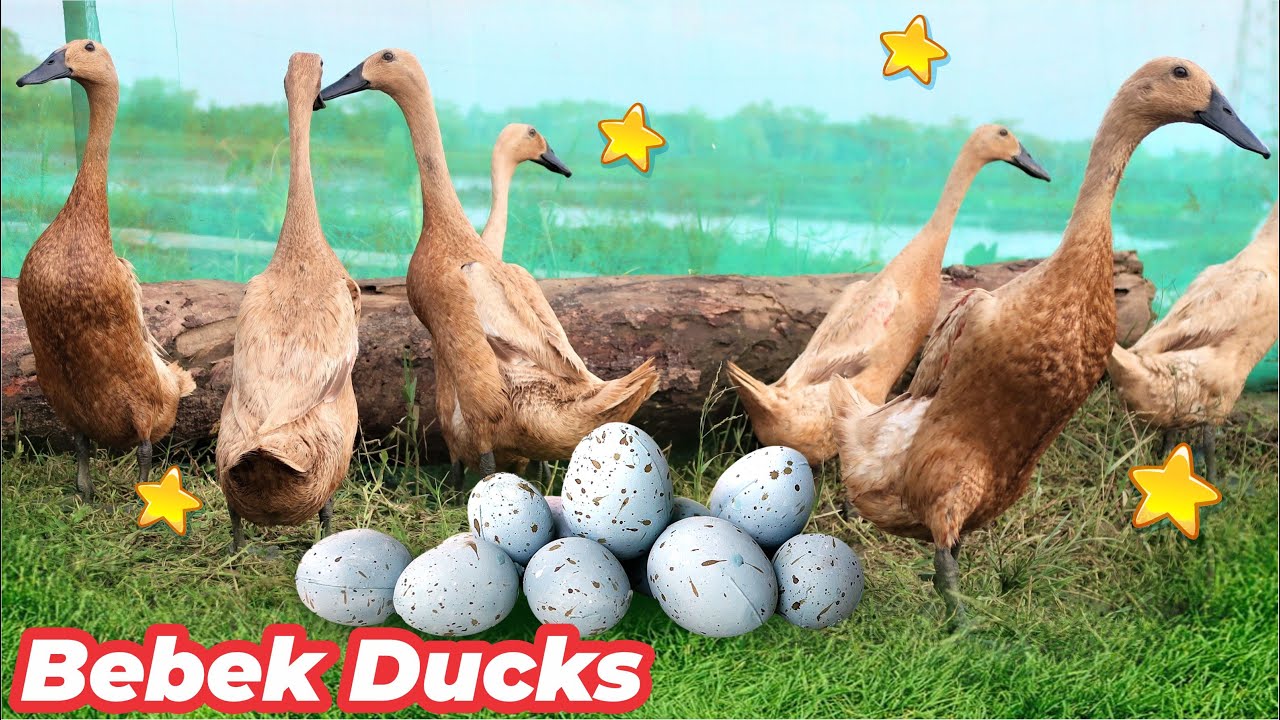 Bebek Asli Angon Di Sawah , Bebek Lucu Dan Cantik , Bebek Berenang Kwek ...