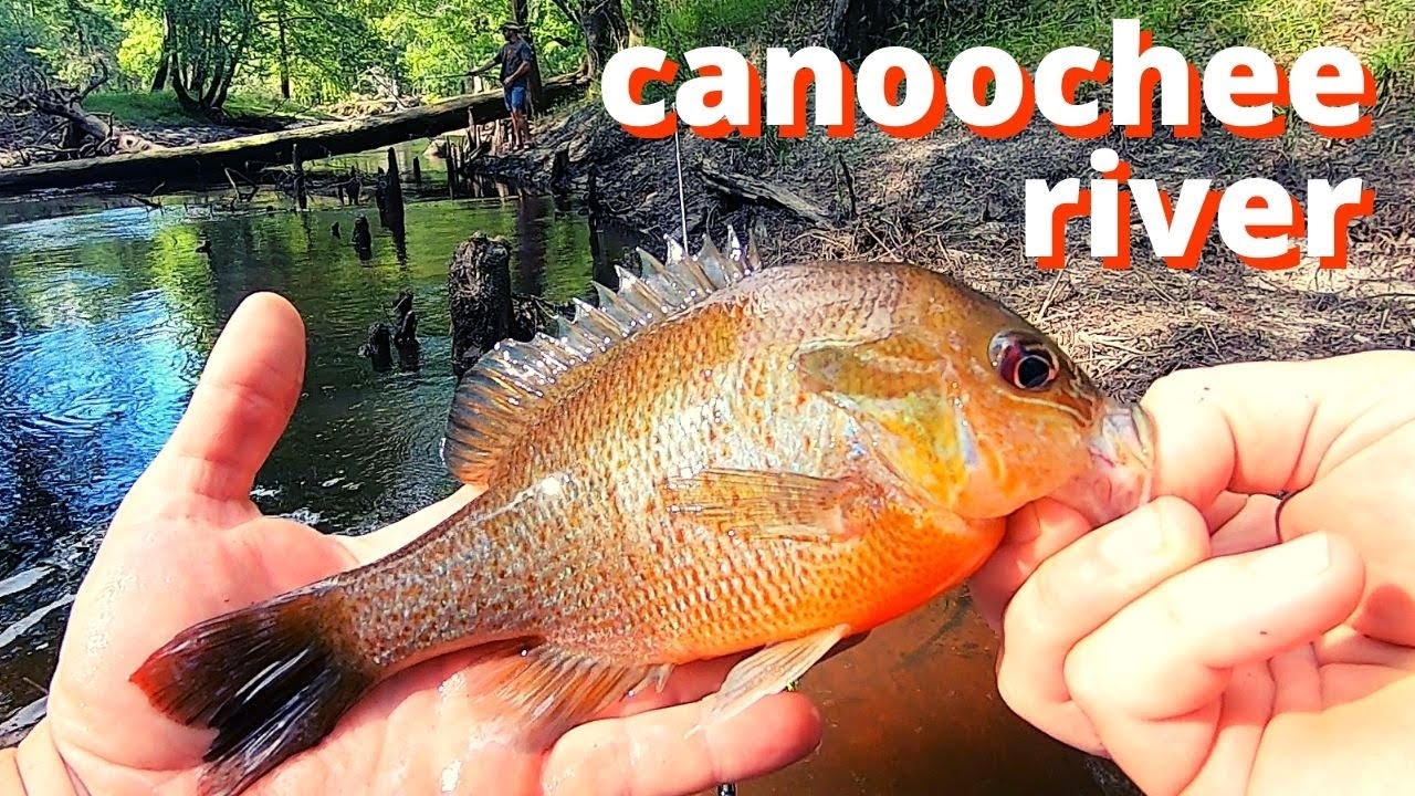 South Georgia REDBREAST in BLACK WATER! (Titty Fish) - YouTube