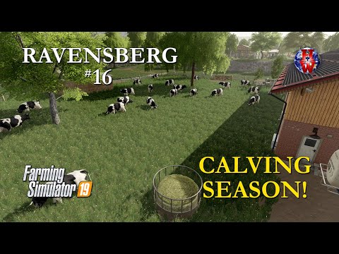 RAVENSBERG #16 - CALVING SEASON! - Farming Simulator 19 Let's Play FS19 ...