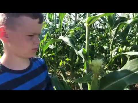 Why is there a kernel missing in my sweet corn? - YouTube