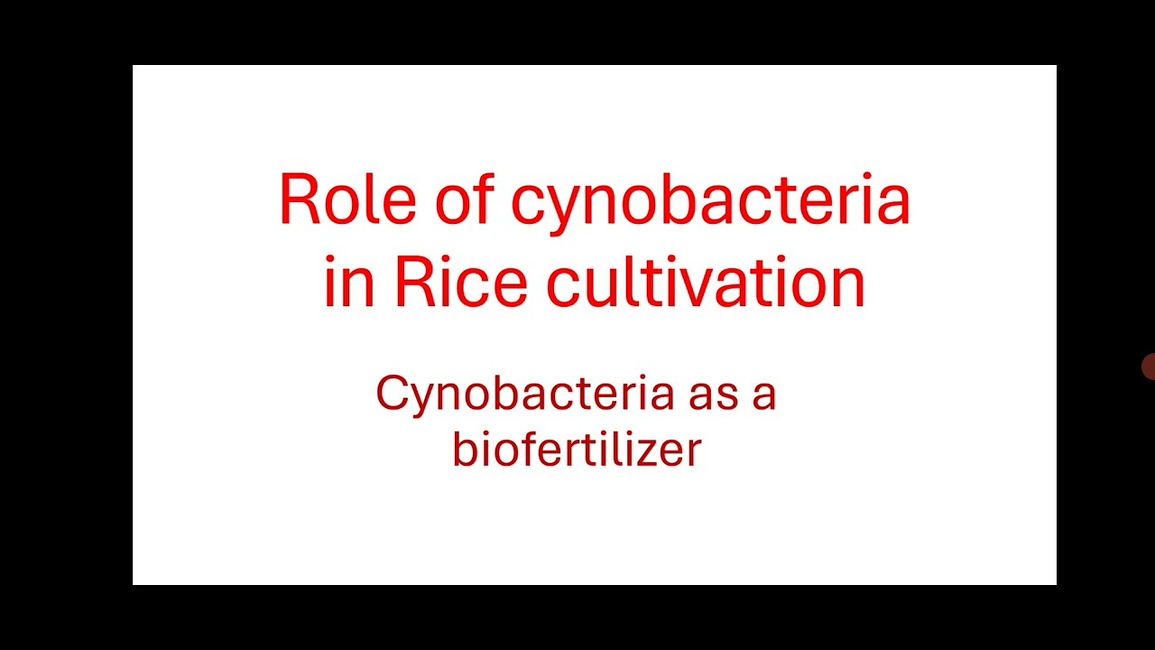 Role of Cyanobacteria in Rice cultivation ||Role of cynobacteria as ...