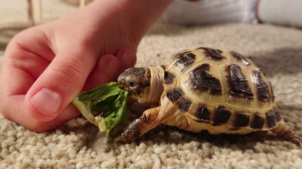 Grace and her horsefield tortoise - YouTube