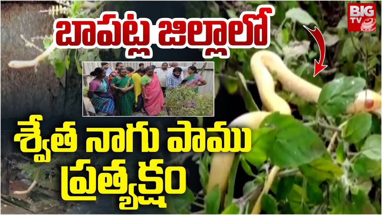 బాపట్ల జిల్లాలో శ్వేత నాగు పాము ప్రత్యక్షం | Shwetha Nagu Snake in ...