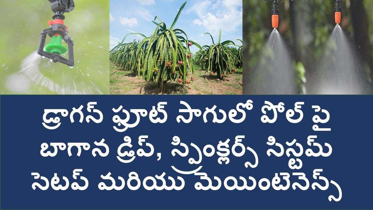 Drip System in Dragon Fruit | Top Agronomist Reveals BEST Drip System ...
