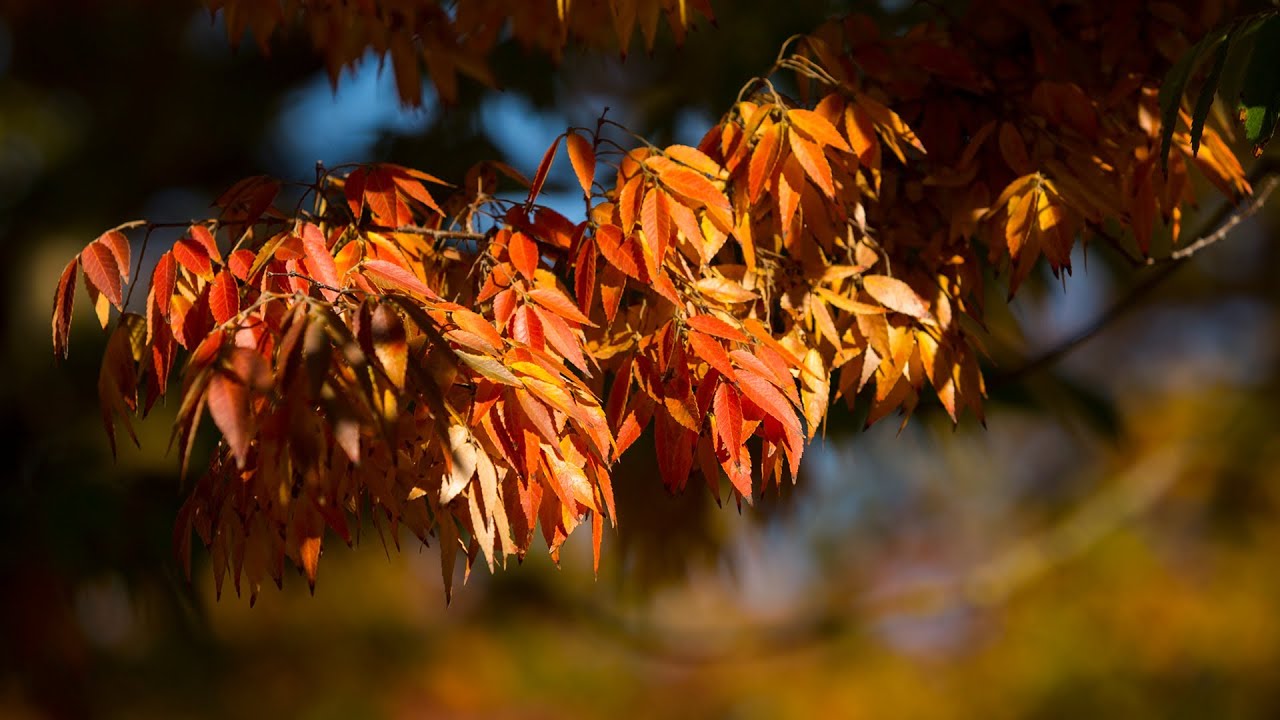 Autumn Gold - Fall color on the campus of Sacramento State - YouTube
