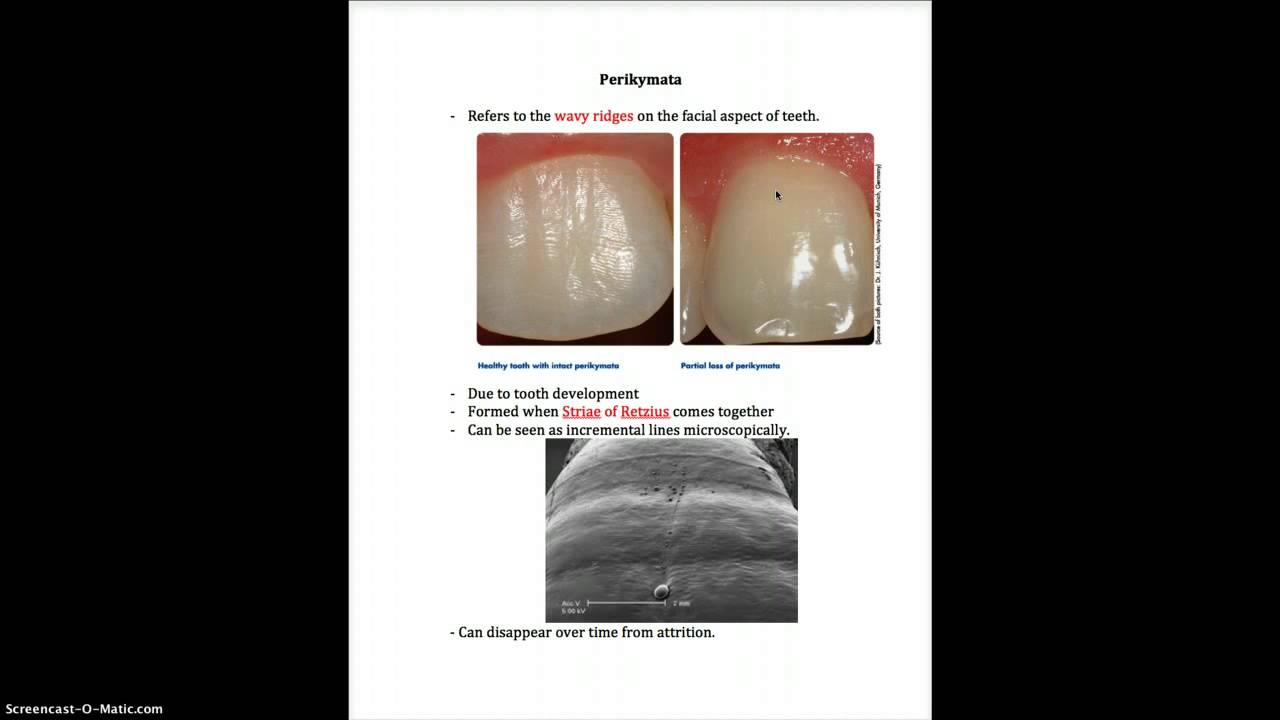 Perikymata - YouTube