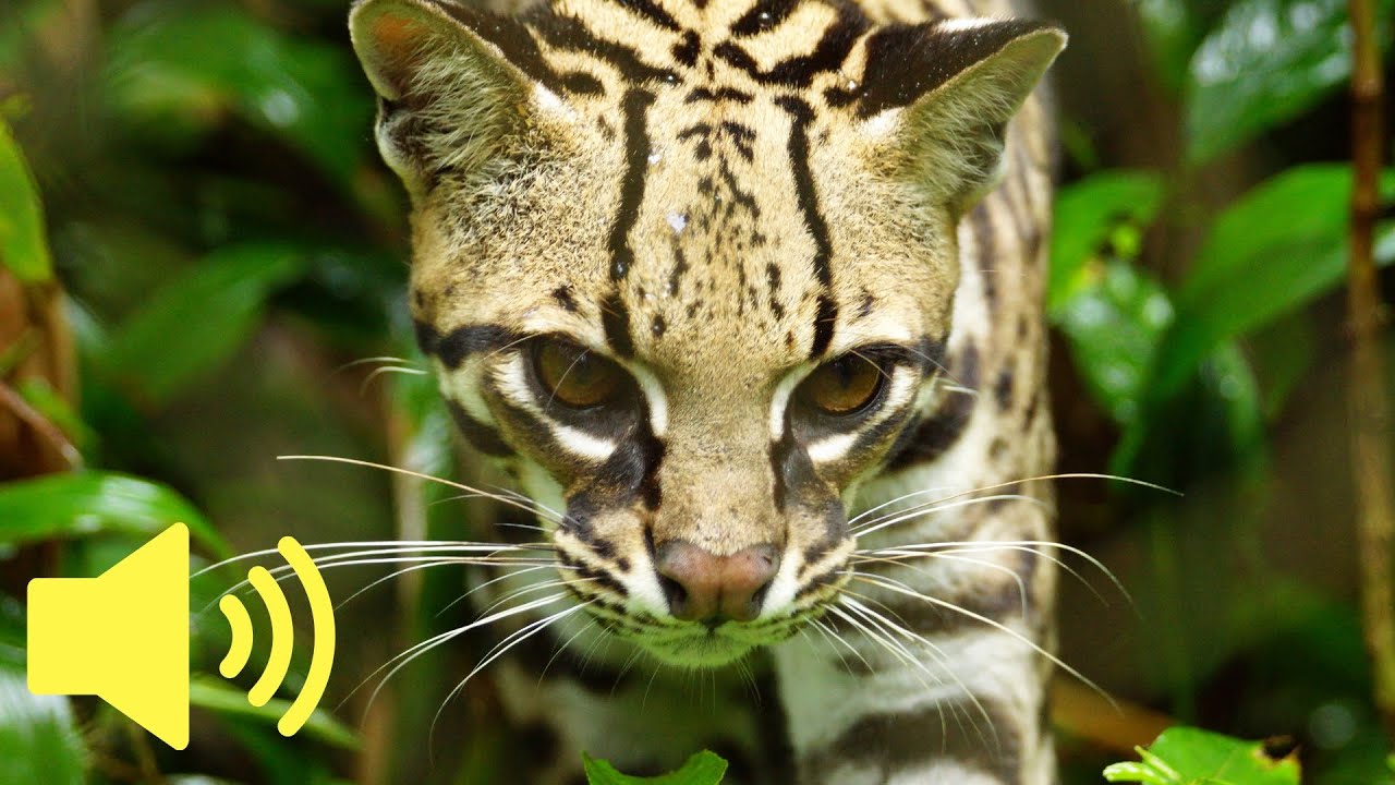 What does an Ocelot sound like? - Animal Sounds - YouTube