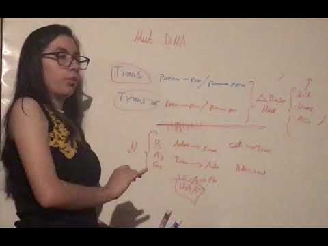 Resumen Transicion vs Transversion. Mutaciones DNA - YouTube