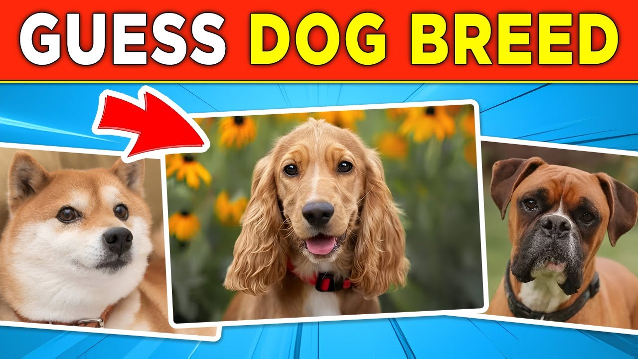 🐶Guess the Dog Breed by the Image 🌍 | Dog Breed Quiz 🧠 - YouTube